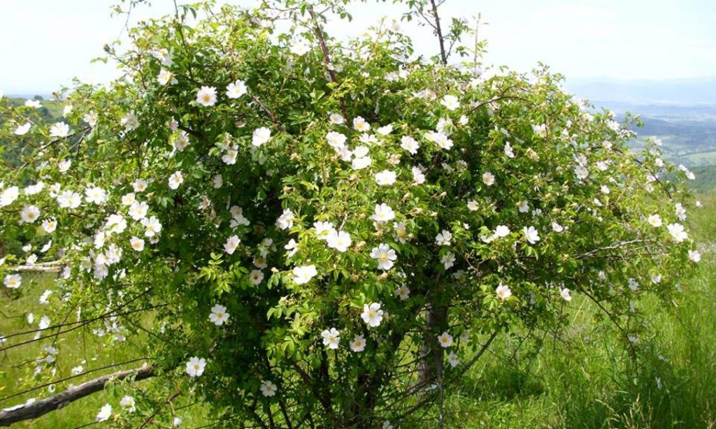 Omne Trium Perfectum – Casa Roza